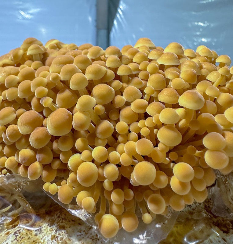 Mushrooms flower into blooming business from Hi-Fi Mycology Warehouses